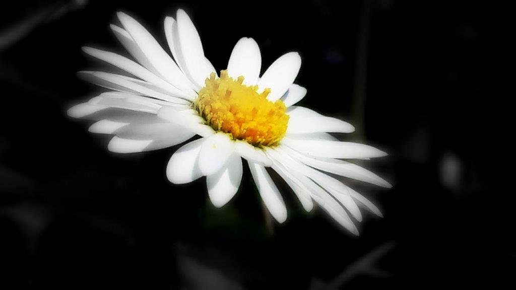 Margerite Foto & Bild | natur, landschaft, pflanzen Bilder auf ...