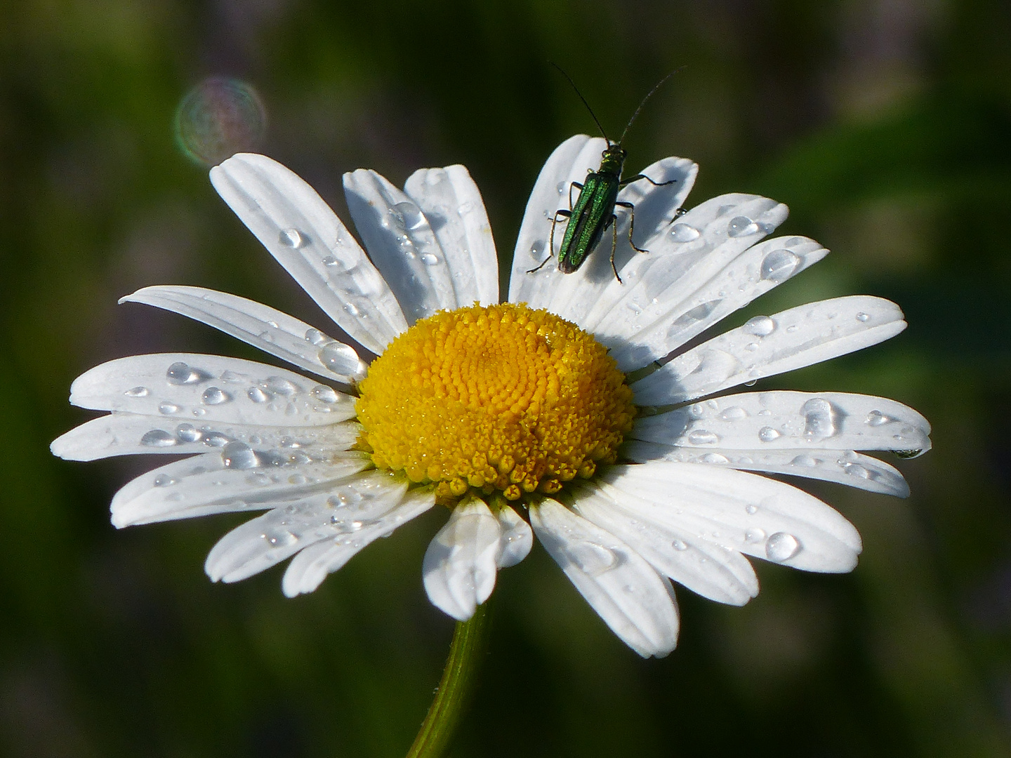 - Margerite - Foto & Bild | pflanzen, pilze & flechten, blüten ...