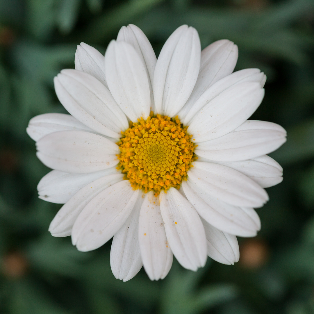 Margerite Foto & Bild | pflanzen, pilze & flechten, blüten ...