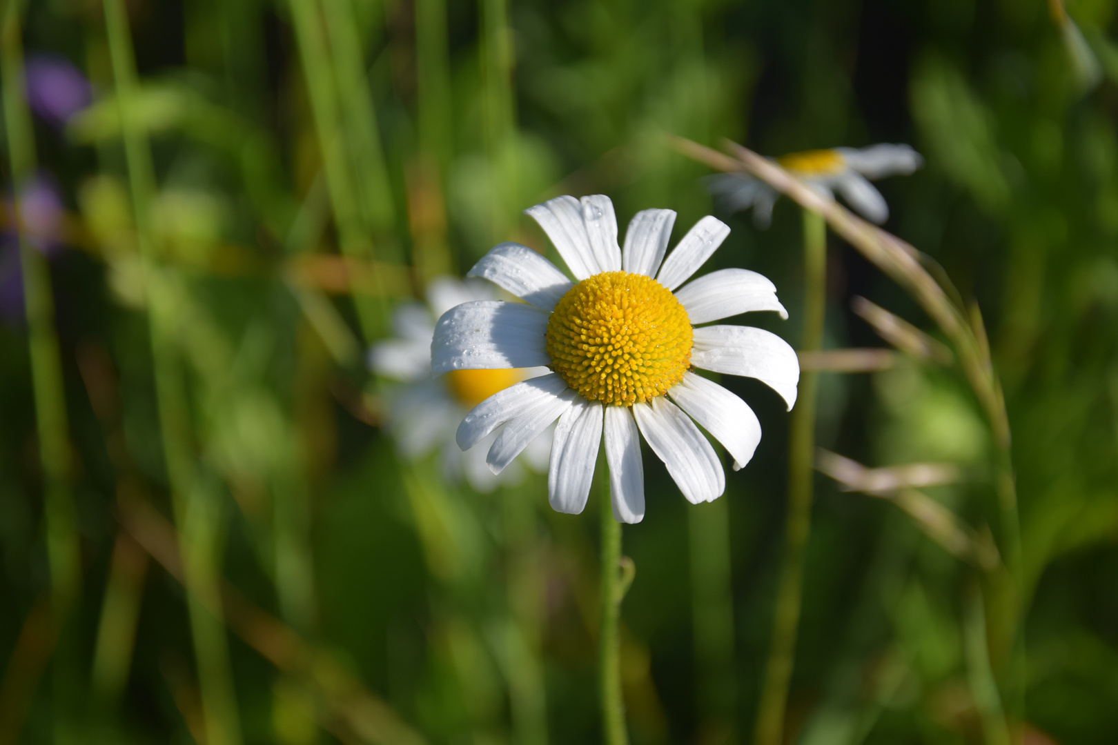Margerite am Millstätter See Foto & Bild | pflanzen, pilze & flechten ...