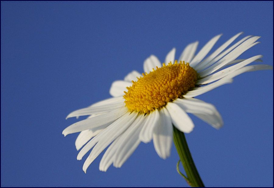 Margerite Foto & Bild | pflanzen, pilze & flechten, blüten ...