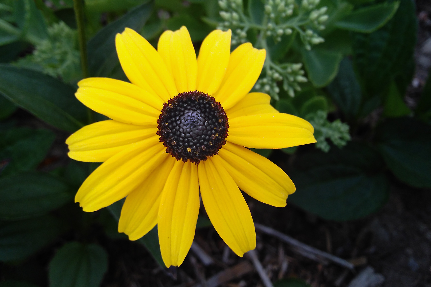 Margerite Foto & Bild | spezial, natur, pflanzen Bilder auf fotocommunity