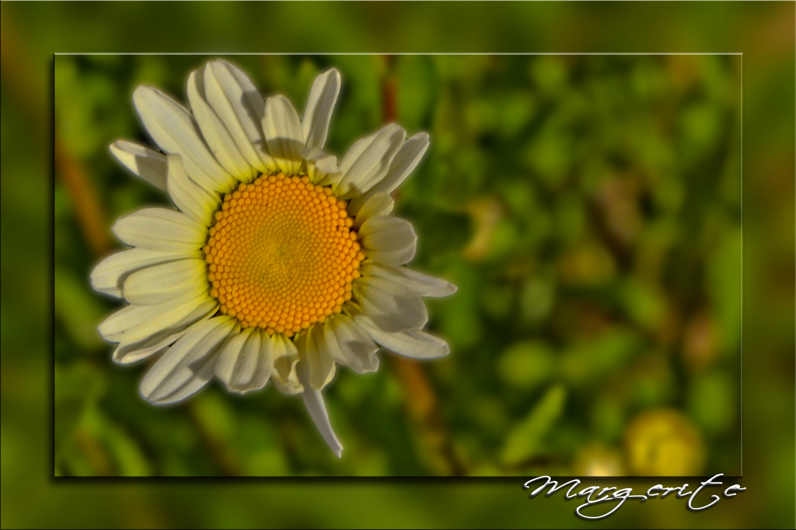~ Margerite ~ Foto & Bild | natur-kreativ, blumen pflanzen, natur ...
