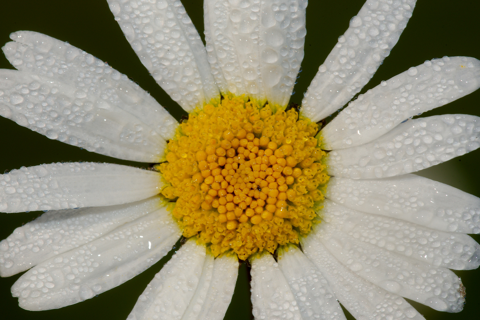 Margerite Foto & Bild | outdoor, makro, natur Bilder auf fotocommunity