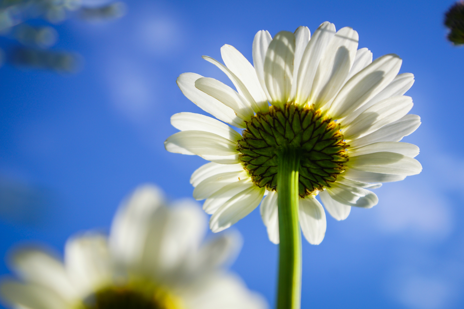 Margerite im Gegenlicht (2) Foto & Bild | pflanzen, pilze & flechten ...