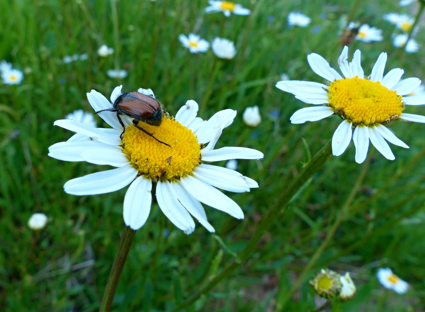 Margerite mit Besuch Foto & Bild | spezial, natur, pflanzen Bilder auf ...