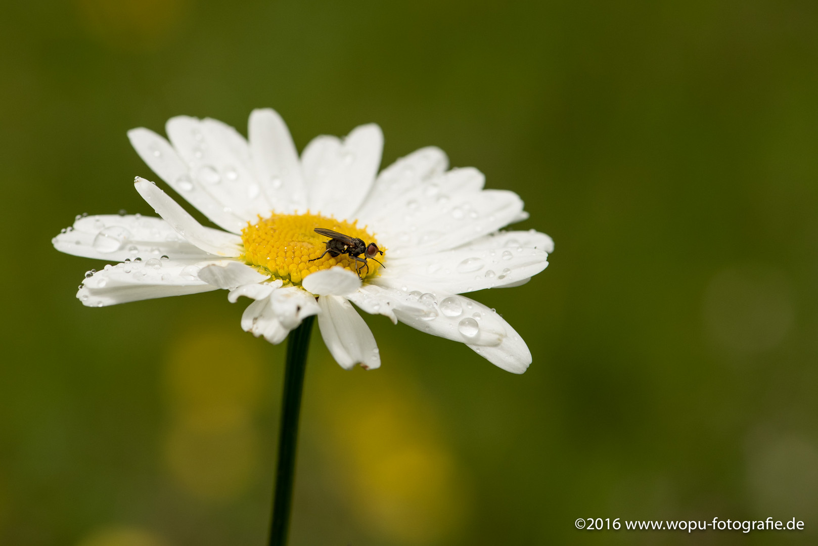 Margerite mit Besuch Foto & Bild | wiese, schweiz, margerite Bilder auf ...
