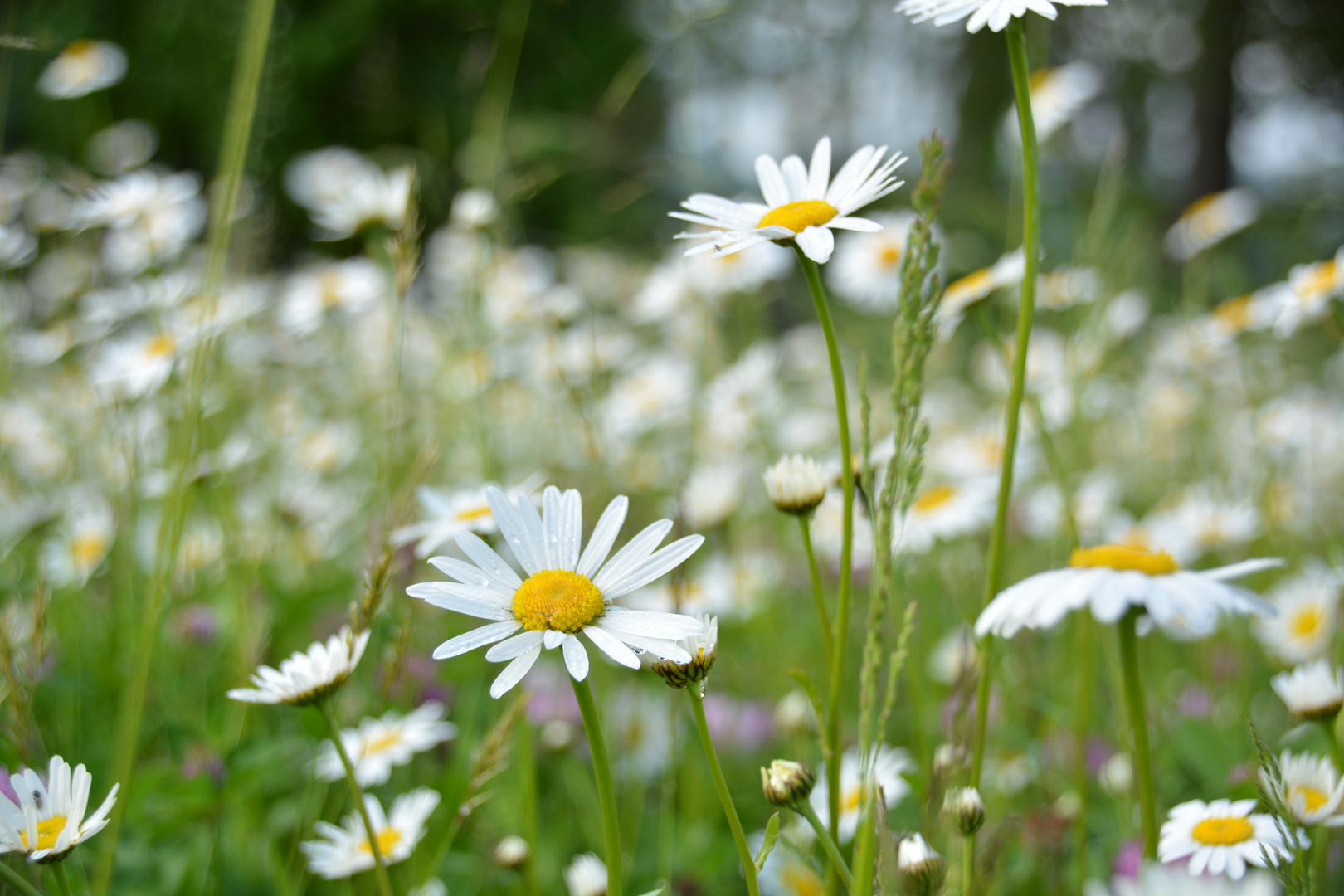 Margeriten Foto & Bild | pflanzen, tiefenschärfe, blumen Bilder auf ...
