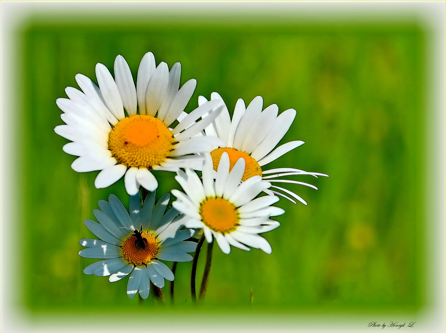Margeriten Foto & Bild | natur, blumen, pflanzen Bilder auf fotocommunity