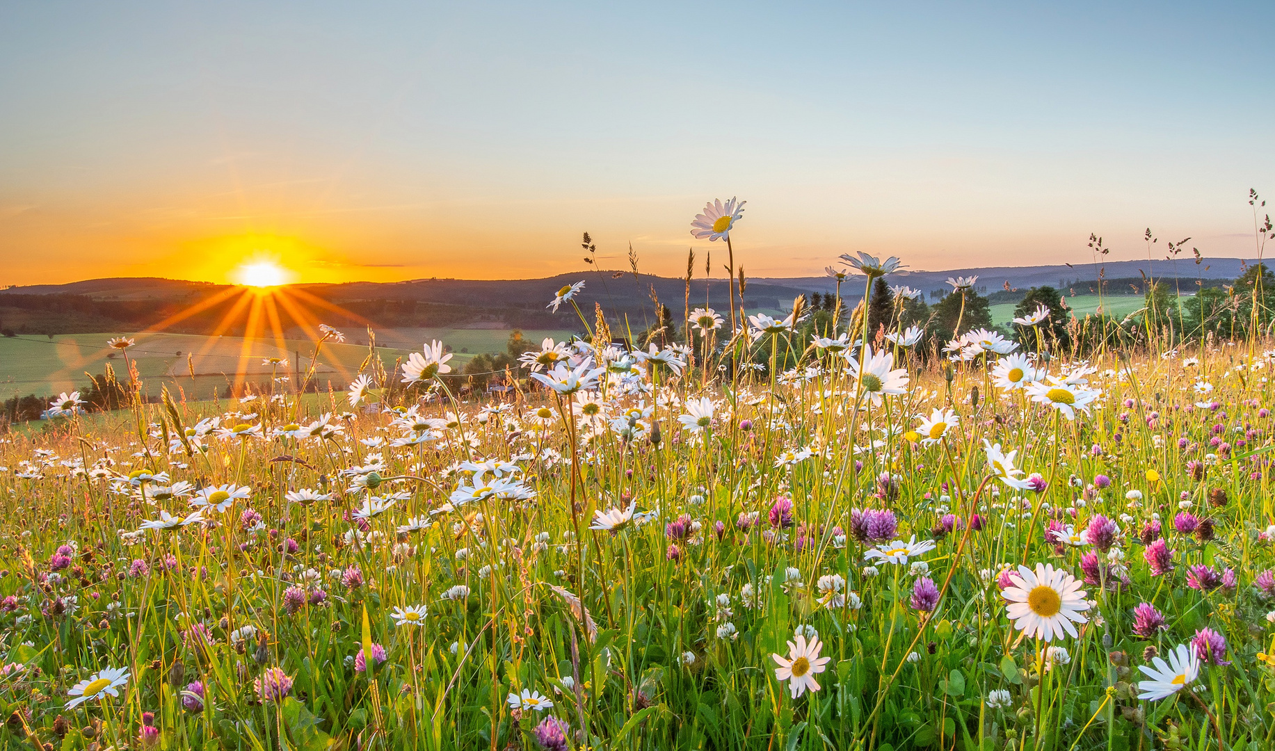 Margeritenwiese im letzten Abendlicht Foto & Bild | landschaft, Äcker ...