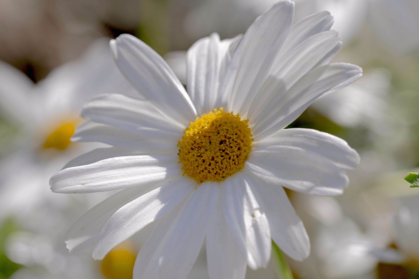 Marguerite photo et image | fotos, france, nature Images fotocommunity