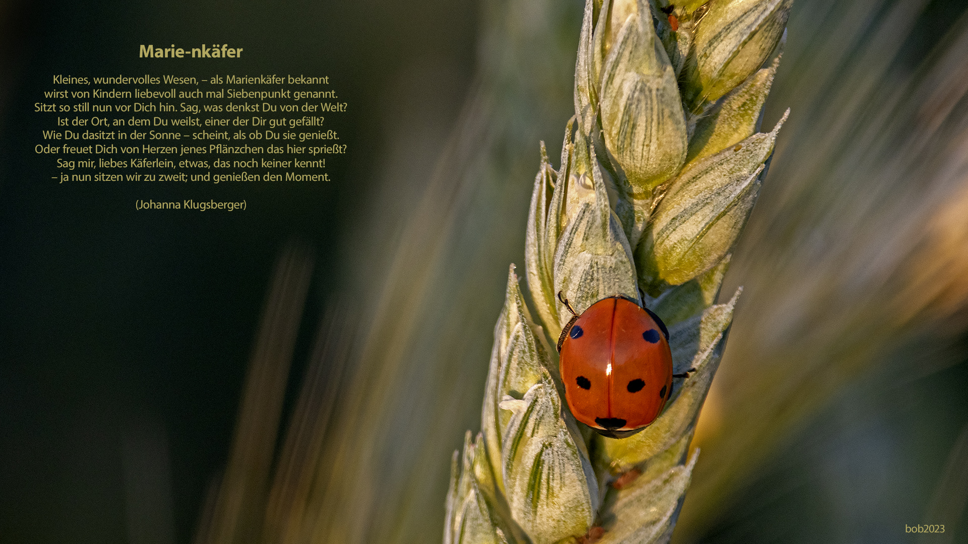MARIE-N-Käfer Foto & Bild | sommer, natur, getreide Bilder auf ...