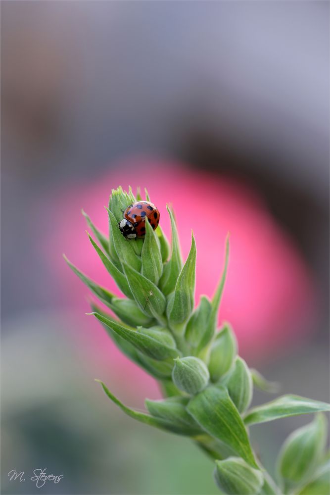 Mariechen Foto & Bild | spezial, makro, natur Bilder auf fotocommunity