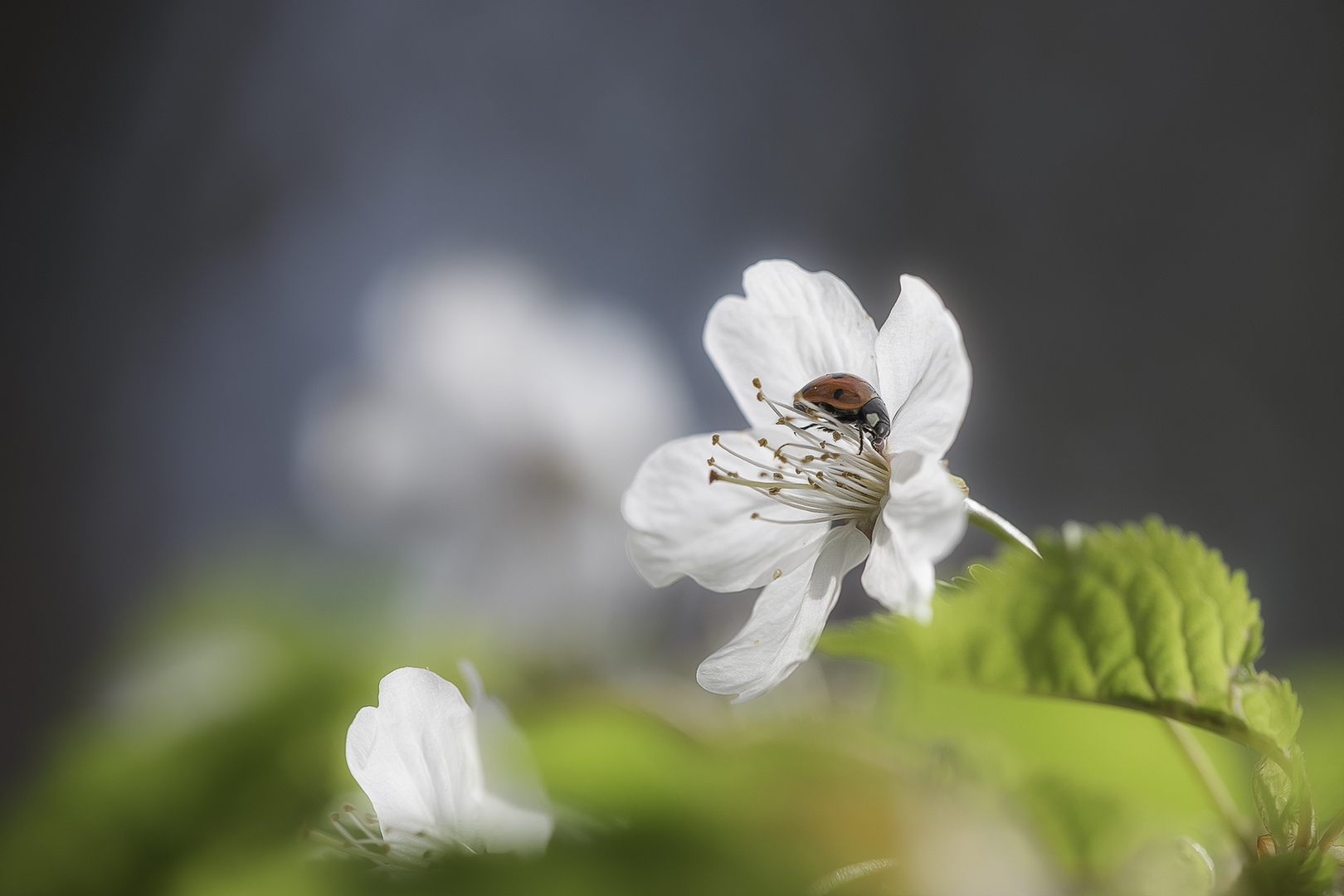 Mariechen ... Foto & Bild | wald, licht, frühling Bilder auf fotocommunity