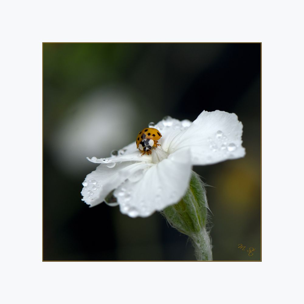 Mariechen Foto & Bild | tiere, wildlife, insekten Bilder auf fotocommunity