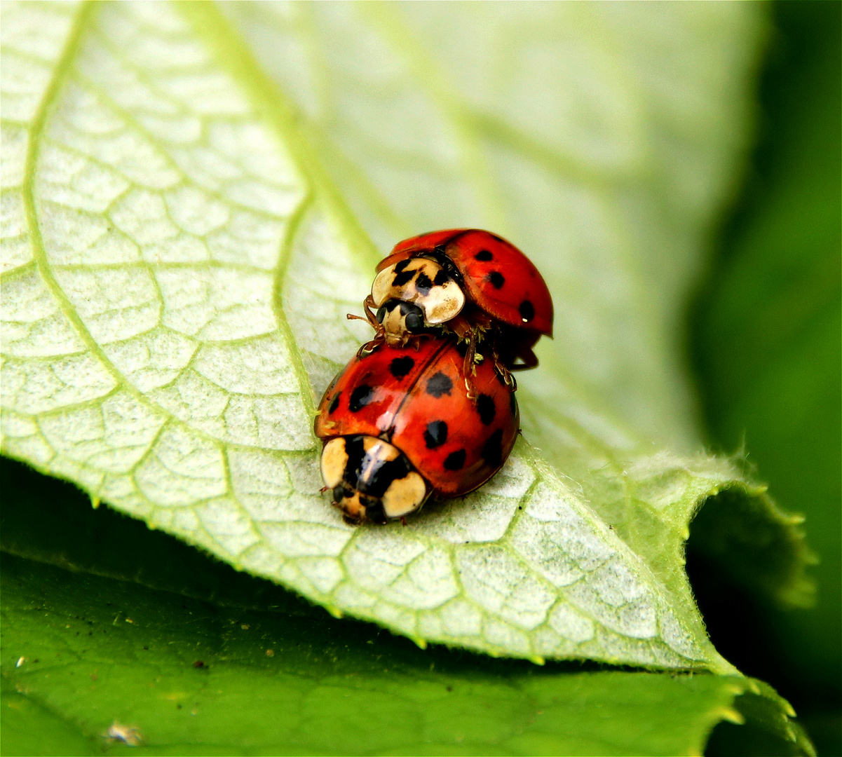 Marienkäfer Foto & Bild | tiere, wildlife, insekten Bilder auf ...