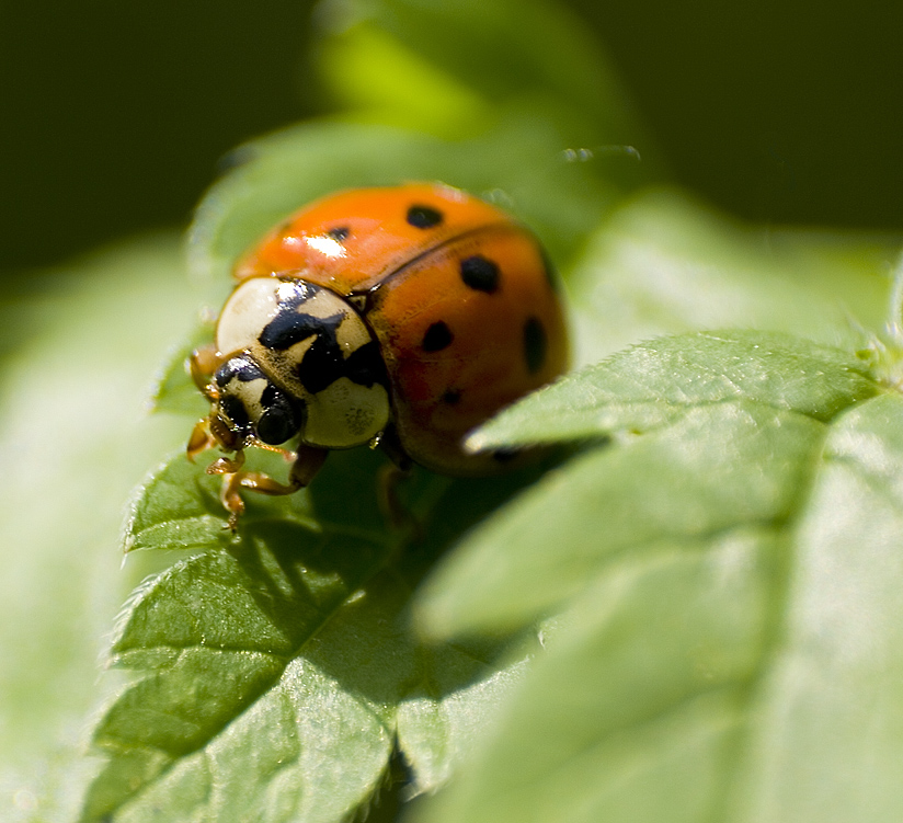 Marienkäfer Foto & Bild | nah- & makro, tiere, wildlife Bilder auf ...