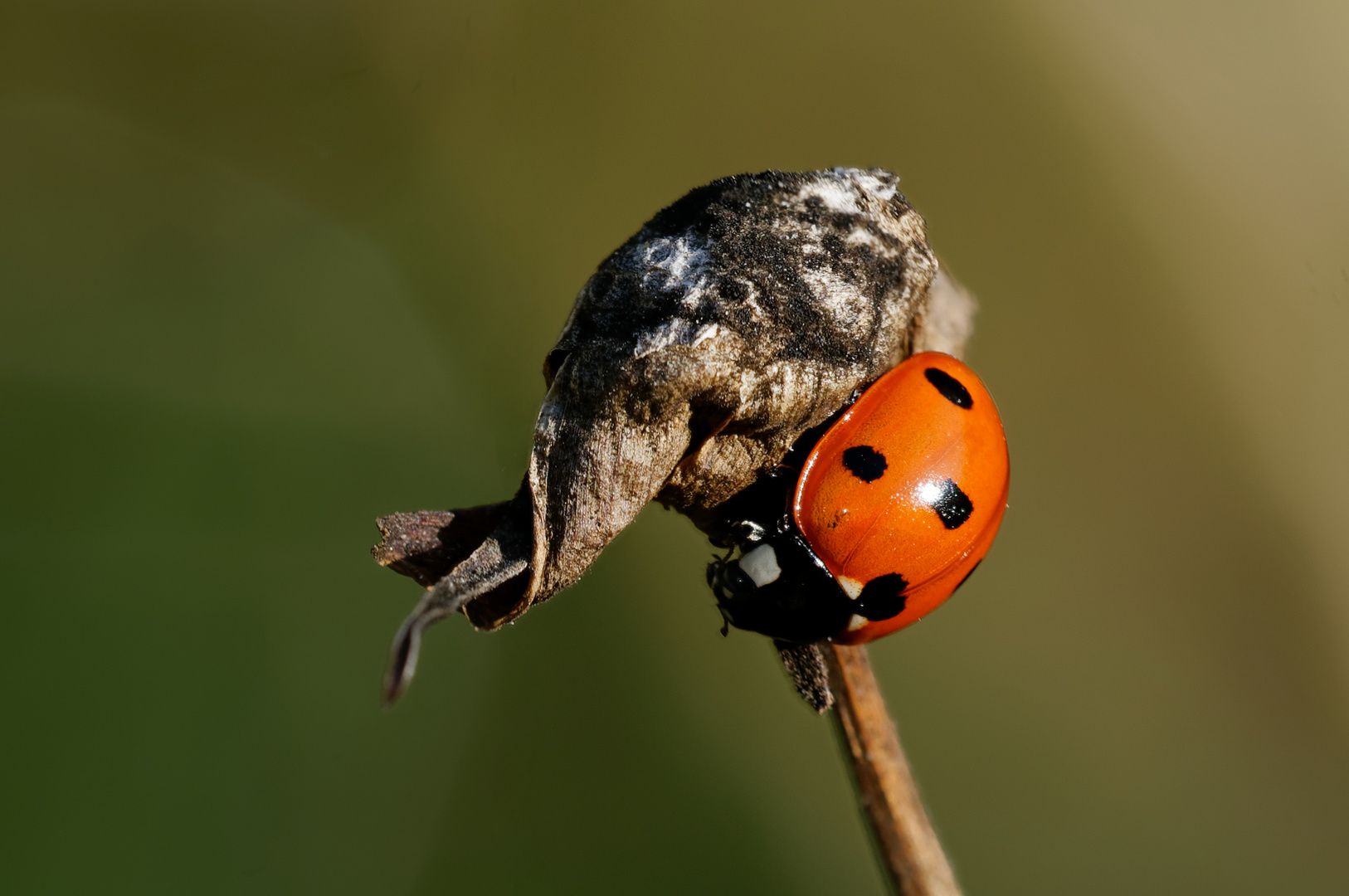 Marienkäfer Foto & Bild | tiere, wildlife, insekten Bilder auf ...