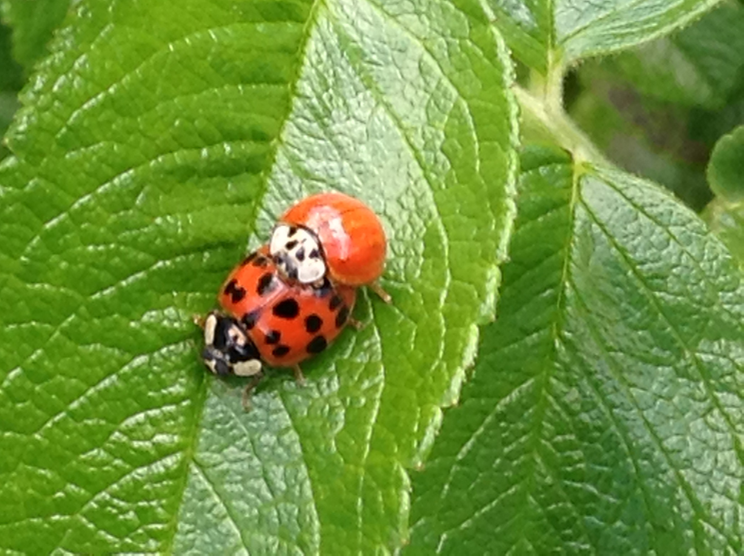 MARIENKÄFER Foto & Bild | tiere, natur Bilder auf fotocommunity