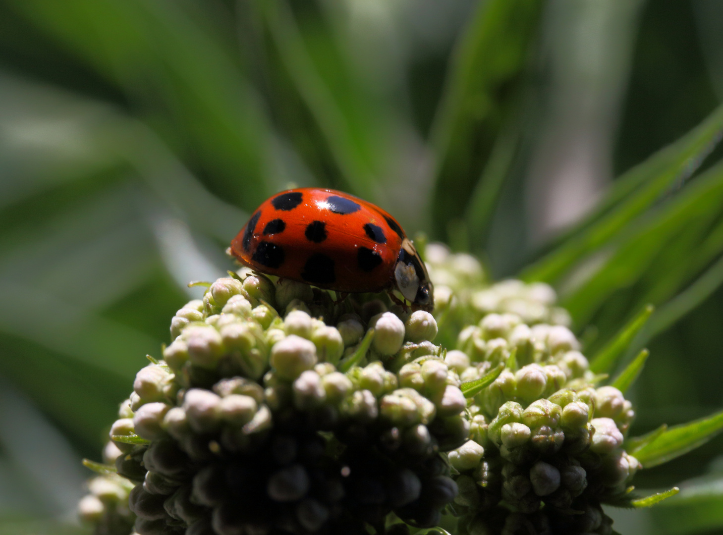 Marienkäfer Foto & Bild | tiere, wildlife, insekten Bilder auf ...