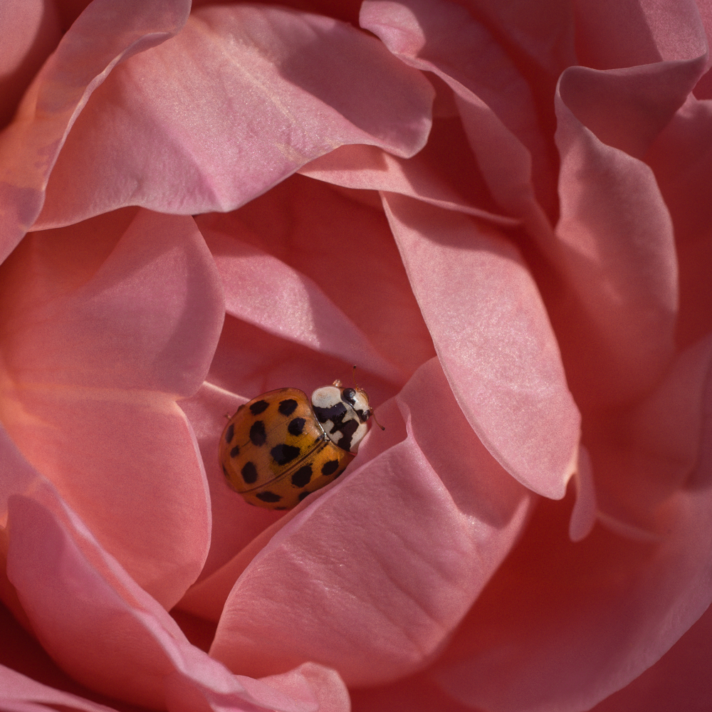 Marienkäfer Foto & Bild | makro, natur, blumen Bilder auf fotocommunity