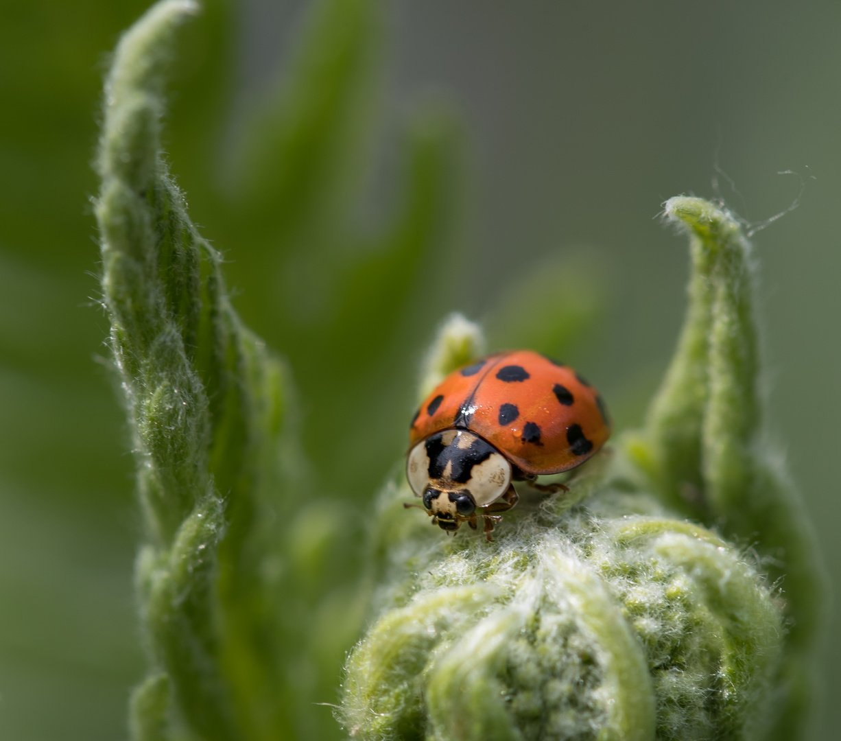 Marienkäfer Foto & Bild | tiere, wildlife, insekten Bilder auf ...