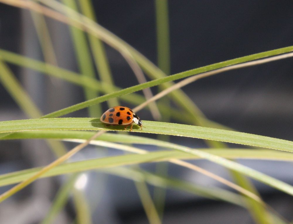 Marienkäfer Foto & Bild | anfängerecke - nachgefragt, natur Bilder auf ...