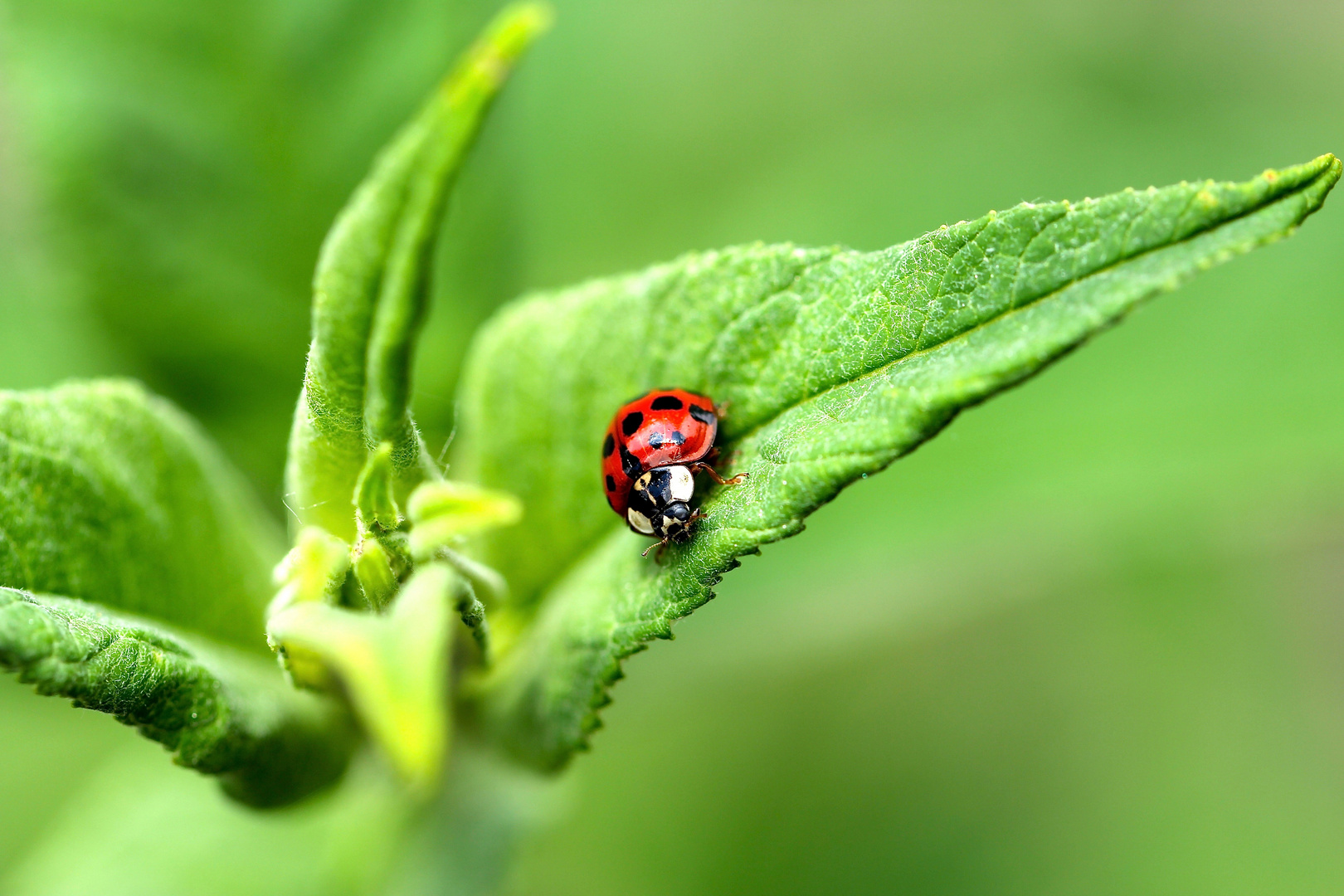 MARIENKÄFER Foto & Bild | natur, insekten, käfer Bilder auf fotocommunity