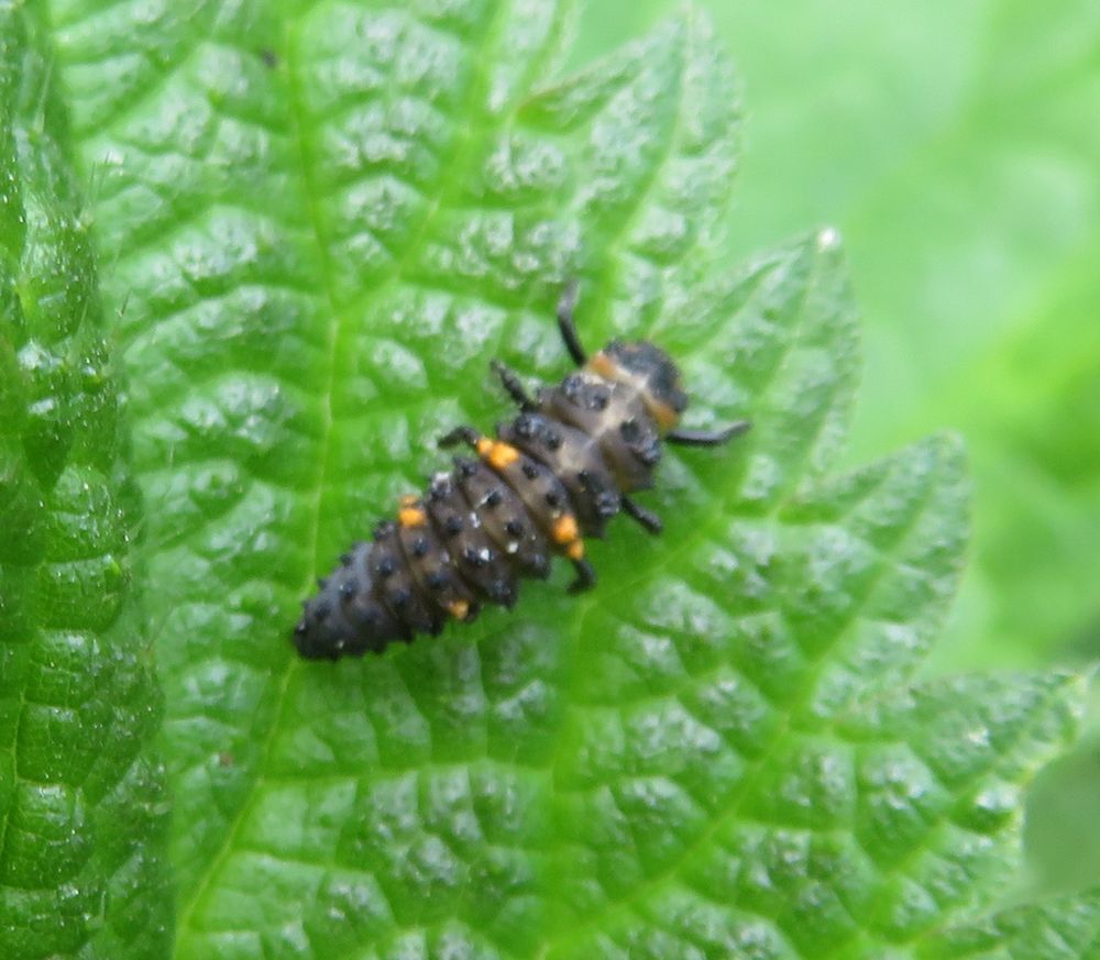 Marienkäfer Foto & Bild | insekten, natur, tiere Bilder auf fotocommunity