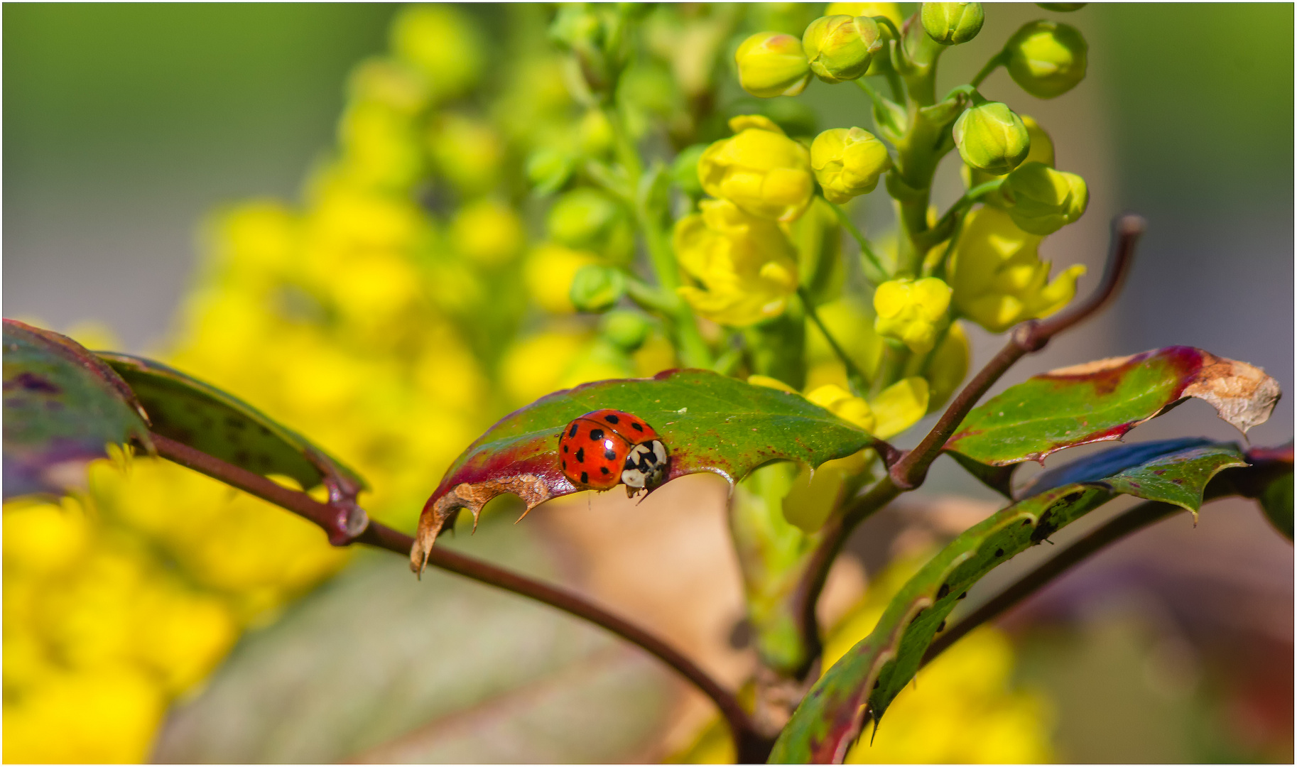 Marienkäfer ... Foto & Bild | makro, natur, nahaufnahme Bilder auf ...