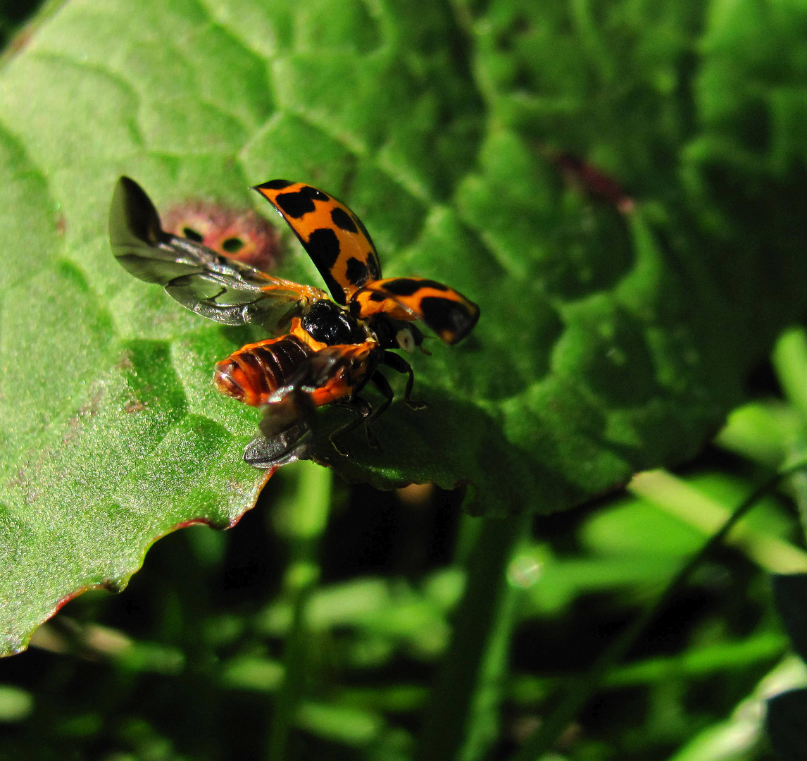 Marienkäfer beim Start Foto & Bild | makro, natur, herbst Bilder auf ...