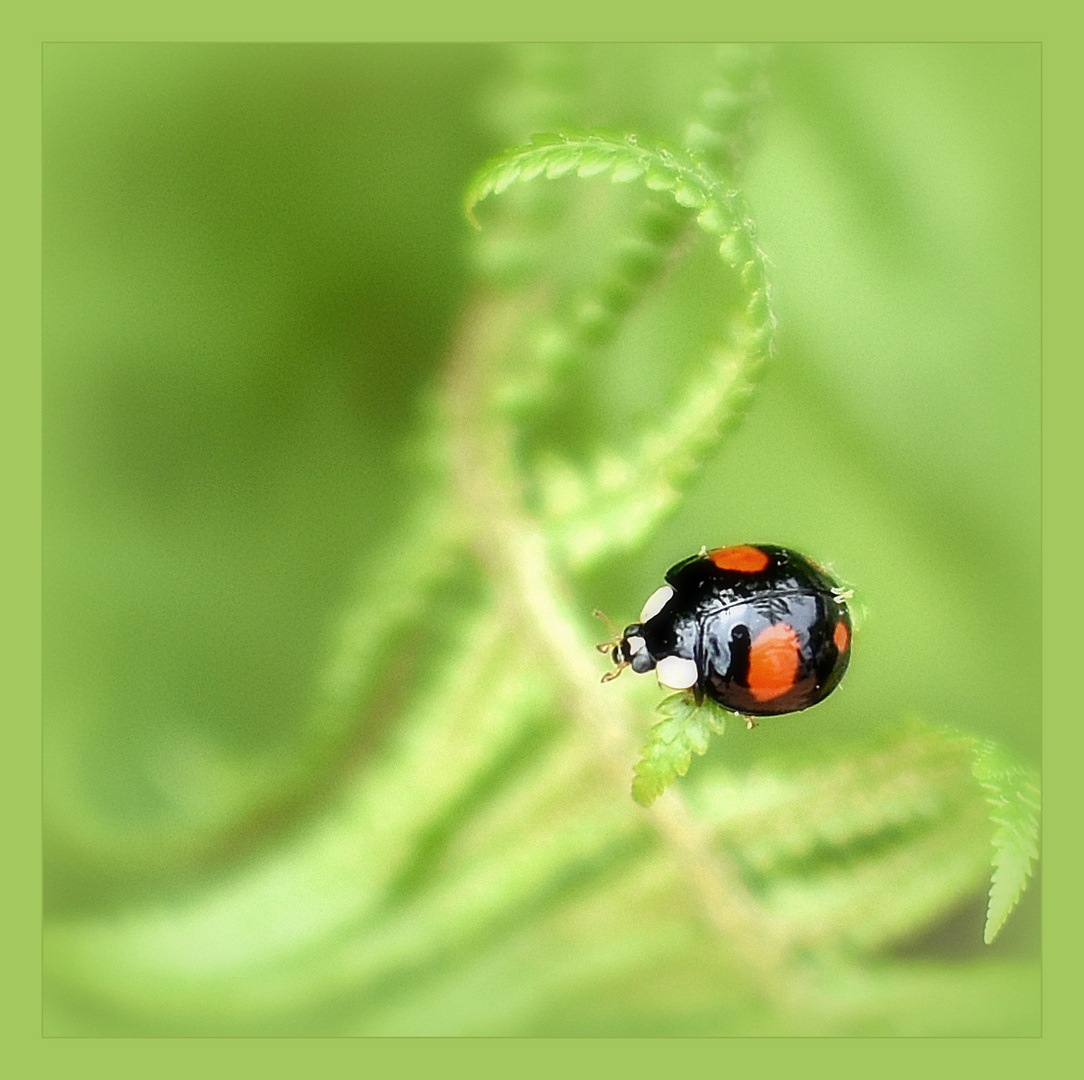 Marienkäfer °°° Foto & Bild | outdoor, frühling, natur Bilder auf ...