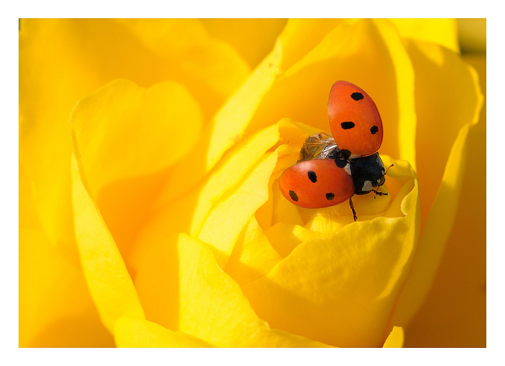 *Marienkäfer* Foto & Bild | tiere, wildlife, insekten Bilder auf ...