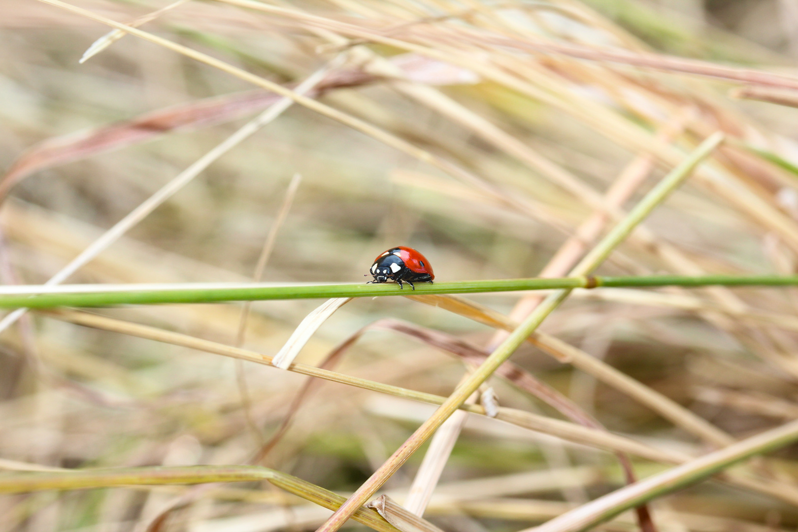 Marienkäfer Foto & Bild | nature, makro, natur Bilder auf fotocommunity
