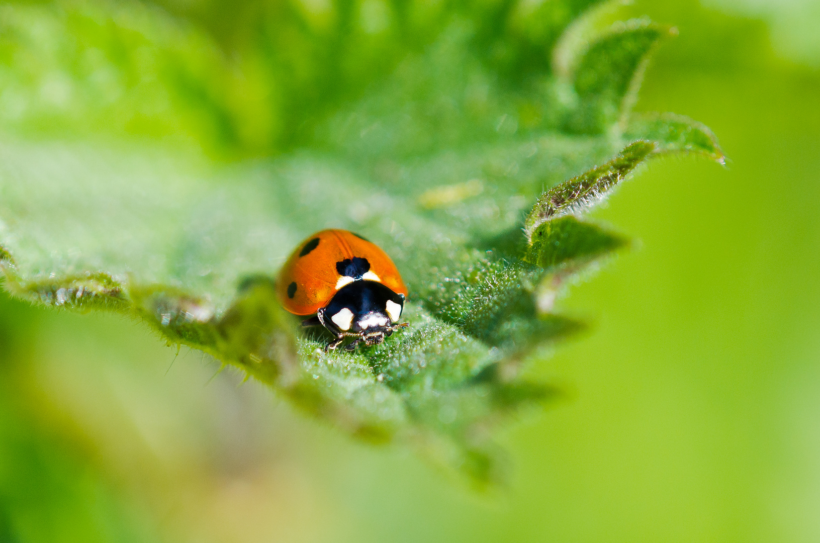 Marienkäfer im April Foto & Bild | tiere, wildlife, insekten Bilder auf ...
