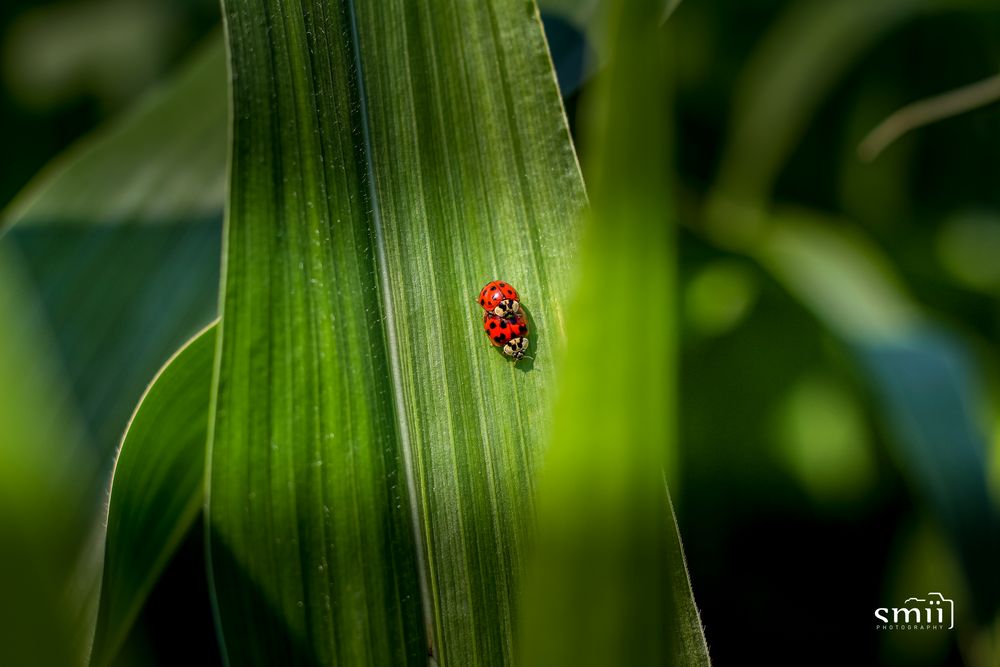 Marienkäfer im Mais Foto & Bild | tiere, wildlife, insekten Bilder auf ...