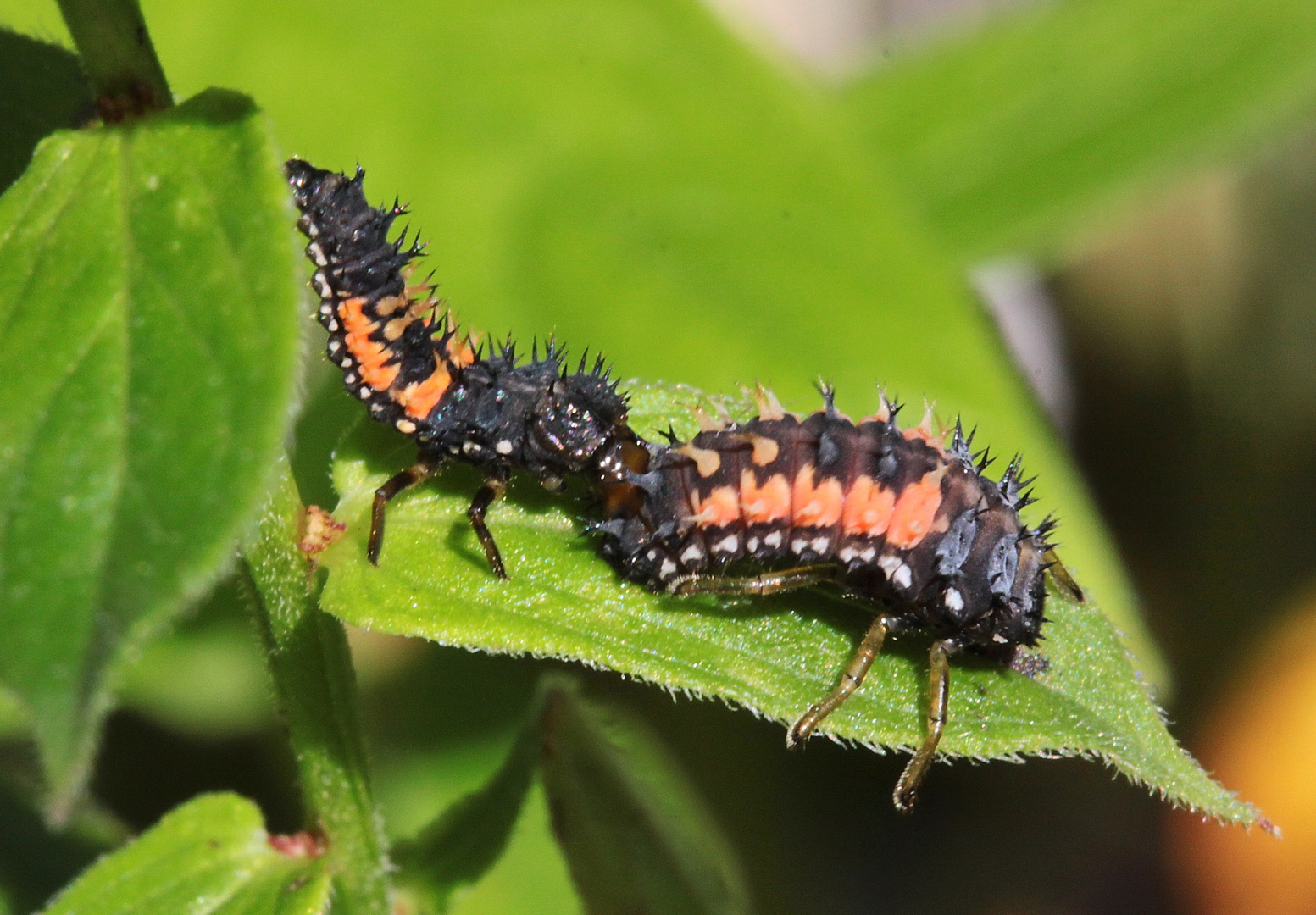 Marienkäfer - Larven Foto & Bild | tiere, wildlife, insekten Bilder auf ...