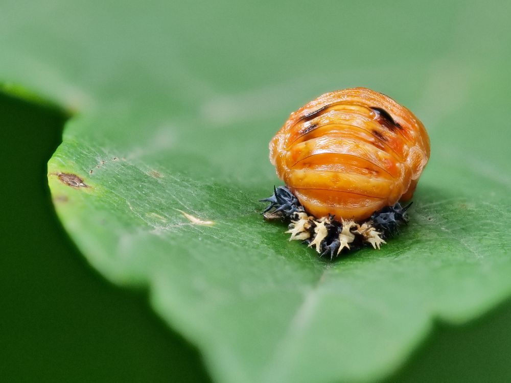 Marienkäfer-Puppe Foto & Bild | spezial, makro, natur Bilder auf ...