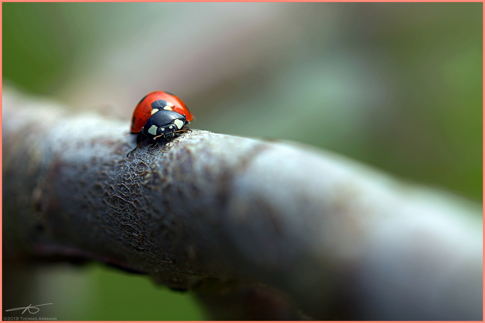 Marienkäfer#2_190421 Foto & Bild | nah- & makro, tiere, wildlife Bilder ...