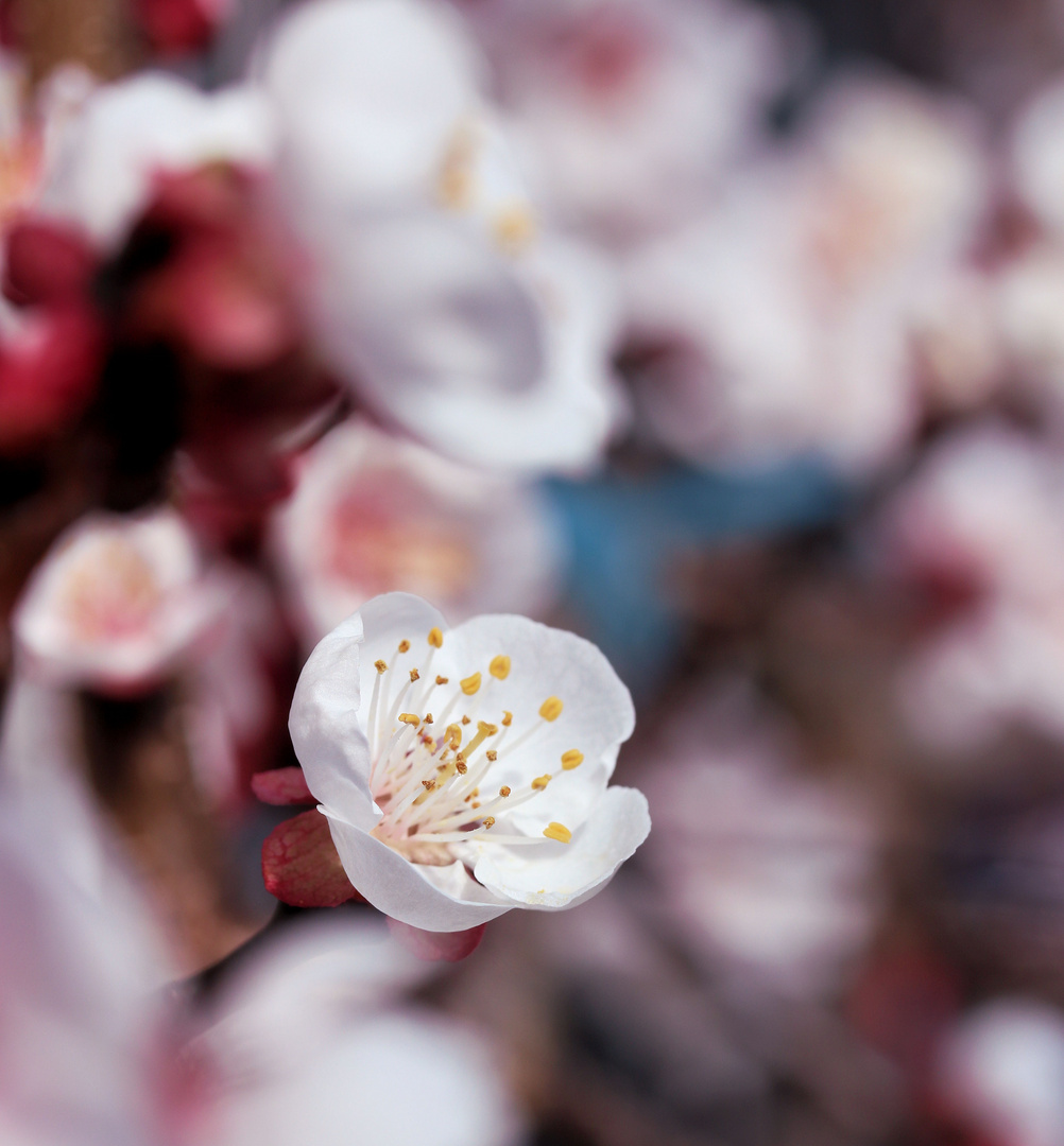 Marille Foto & Bild | pflanzen, pilze & flechten, bäume, blatt & blüte ...