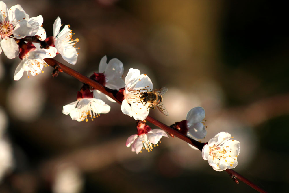 Marillenbaum mit Besuch Foto & Bild | archiv projekte naturchannel ...