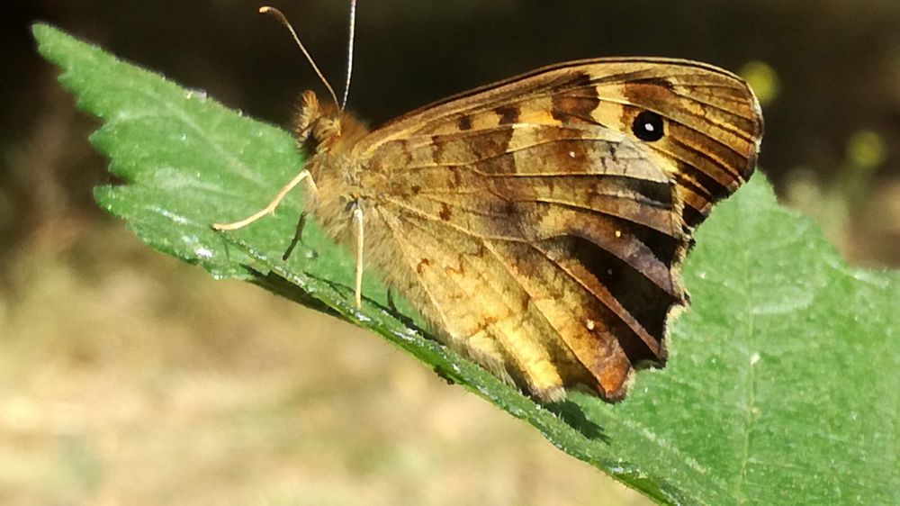 Mariposa Imagen & Foto | animales, invertebrados , naturaleza Fotos de ...