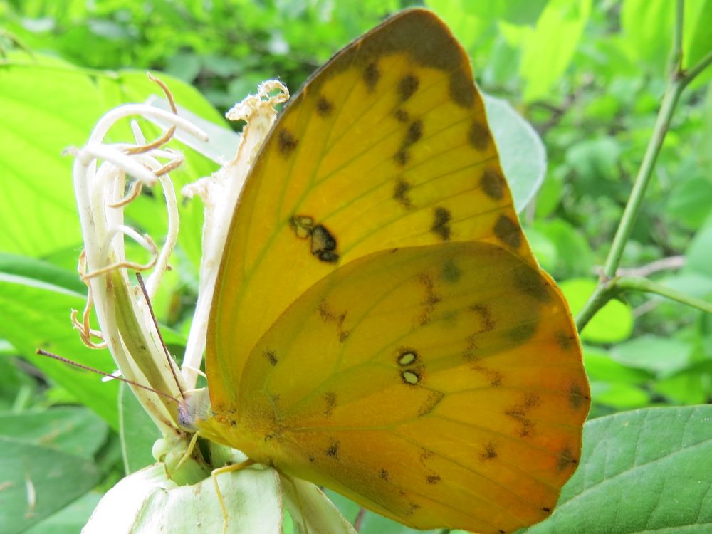Mariposa 26 Imagen & Foto | animales, invertebrados , mariposas Fotos ...