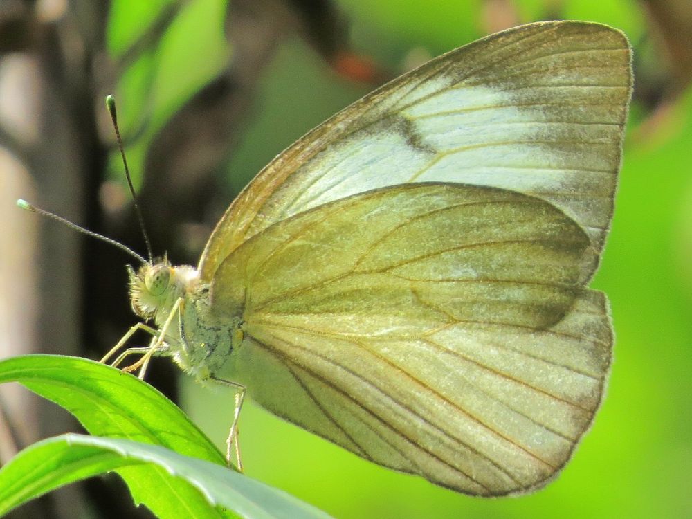 Mariposa 27 Imagen & Foto | animales, invertebrados , mariposas Fotos ...