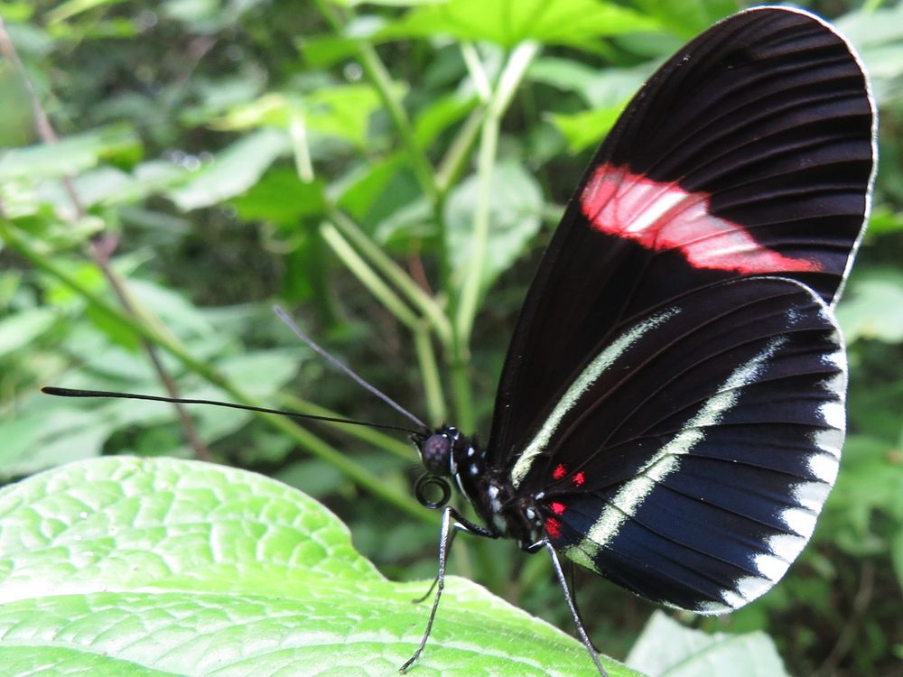 Mariposa 28 Imagen & Foto | animales, invertebrados , mariposas Fotos ...