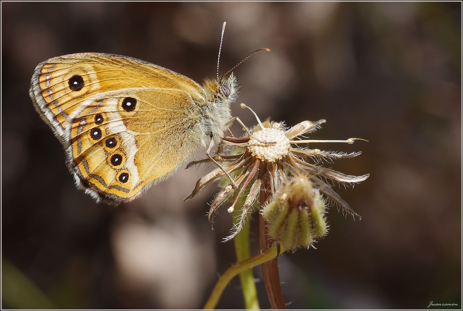 Mariposa 28 Imagen & Foto | animales, invertebrados , naturaleza Fotos ...