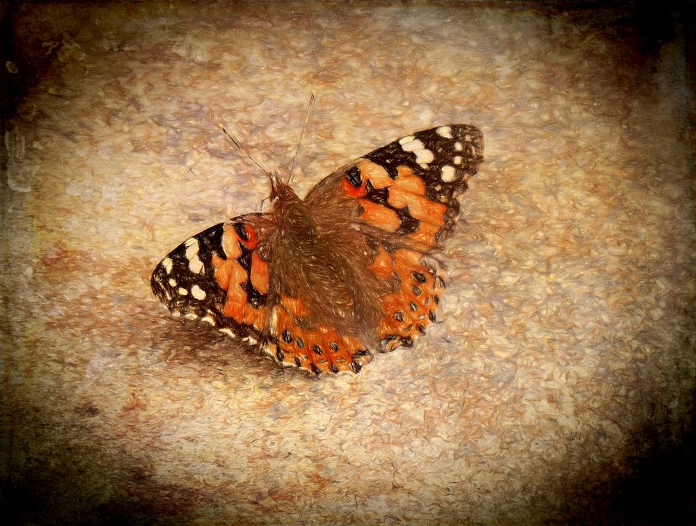 Mariposa Foto & Bild | tiere, spezial, natur Bilder auf fotocommunity