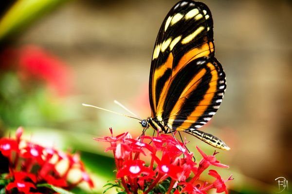 Naturaleza diversa Imágenes y fotos