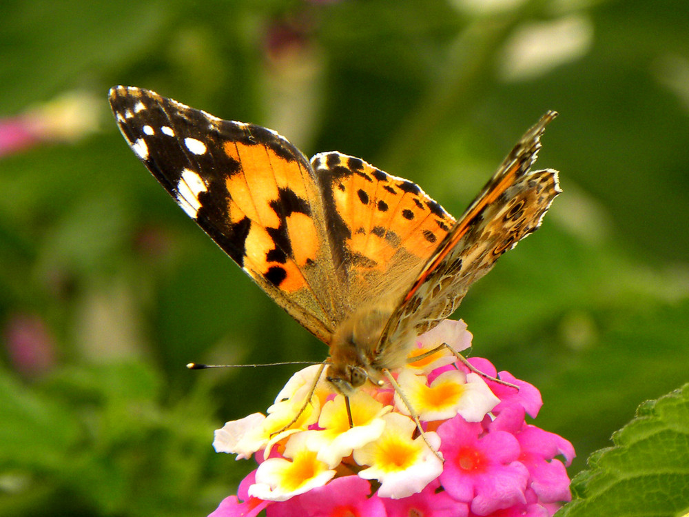 Mariposa comiendo III Imagen & Foto | animales, invertebrados ...