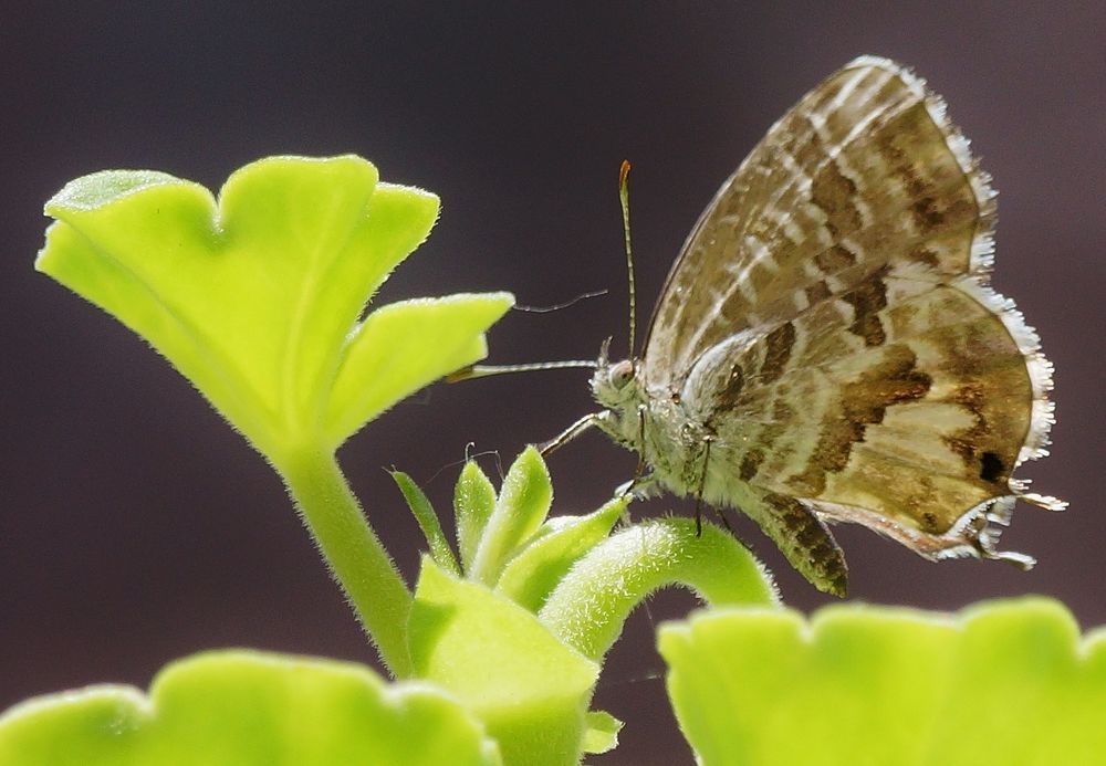 mariposa en el jardín III Imagen & Foto | animales, naturaleza, plantas ...